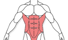 Exercise Library - Strength Sculptor | Strength Sculptor